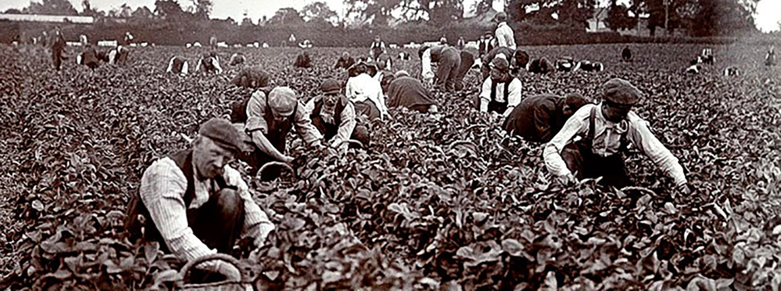The great war 1914 – 1918 - Bellis Brothers Garden Centre and Farm Shop