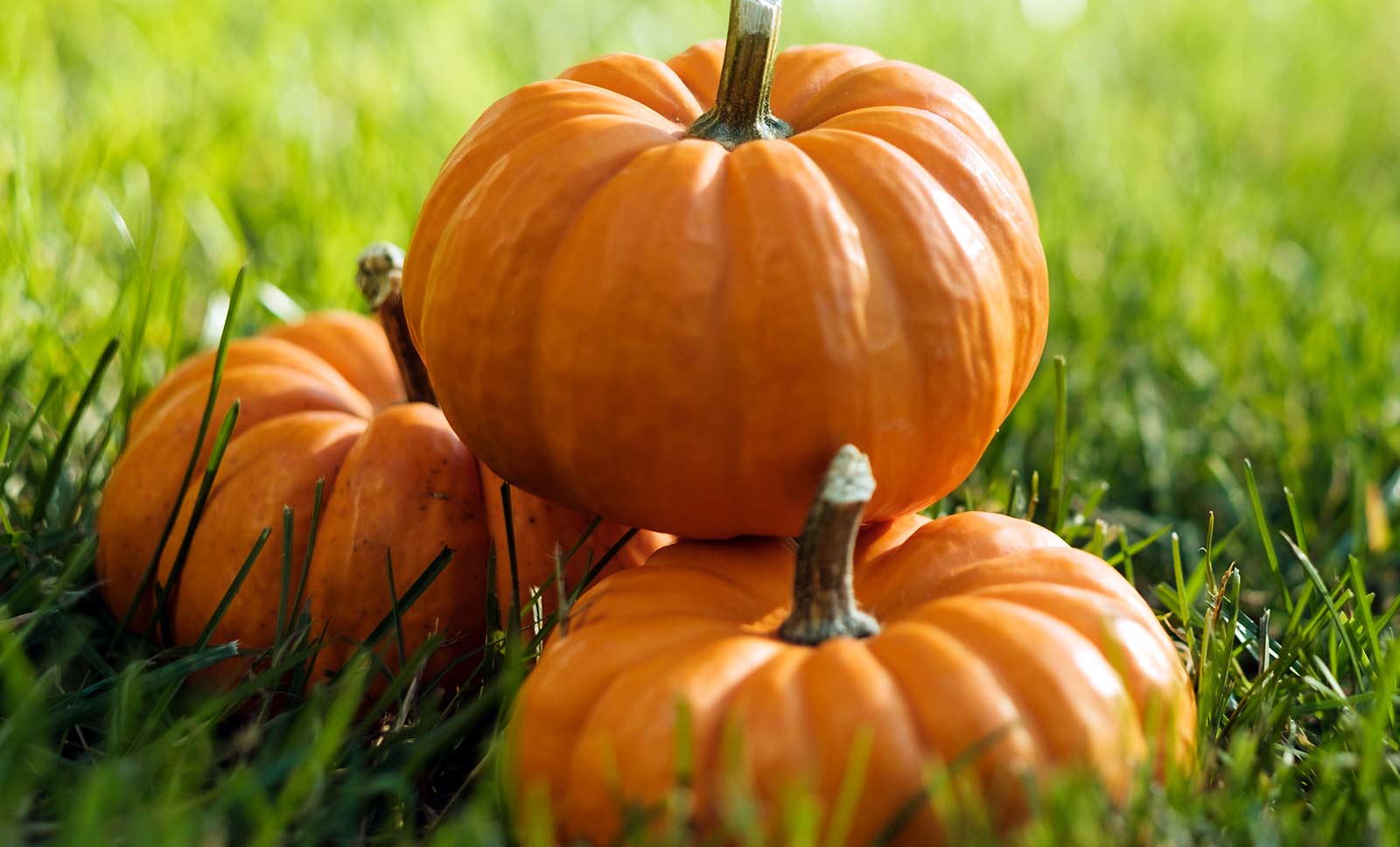 Gardening Tips For October - Bellis Brothers Garden Centre and Farm Shop